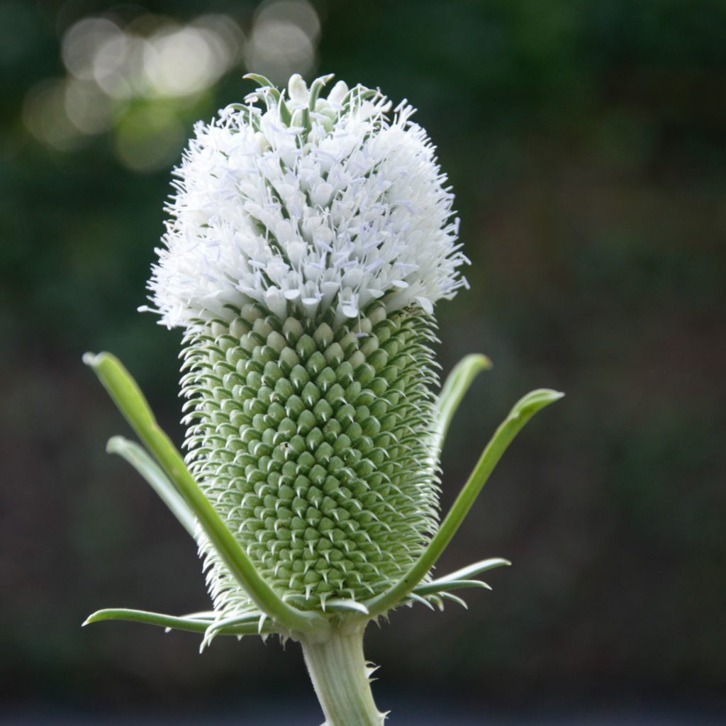 Weber Karde - Dipsacus sativus - Kräuterei - Bioland-Gärtnerei