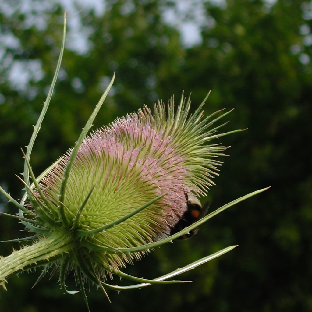 Wilde Karde - Dipsacus fullonum - Kräuterei - Bioland-Gärtnerei