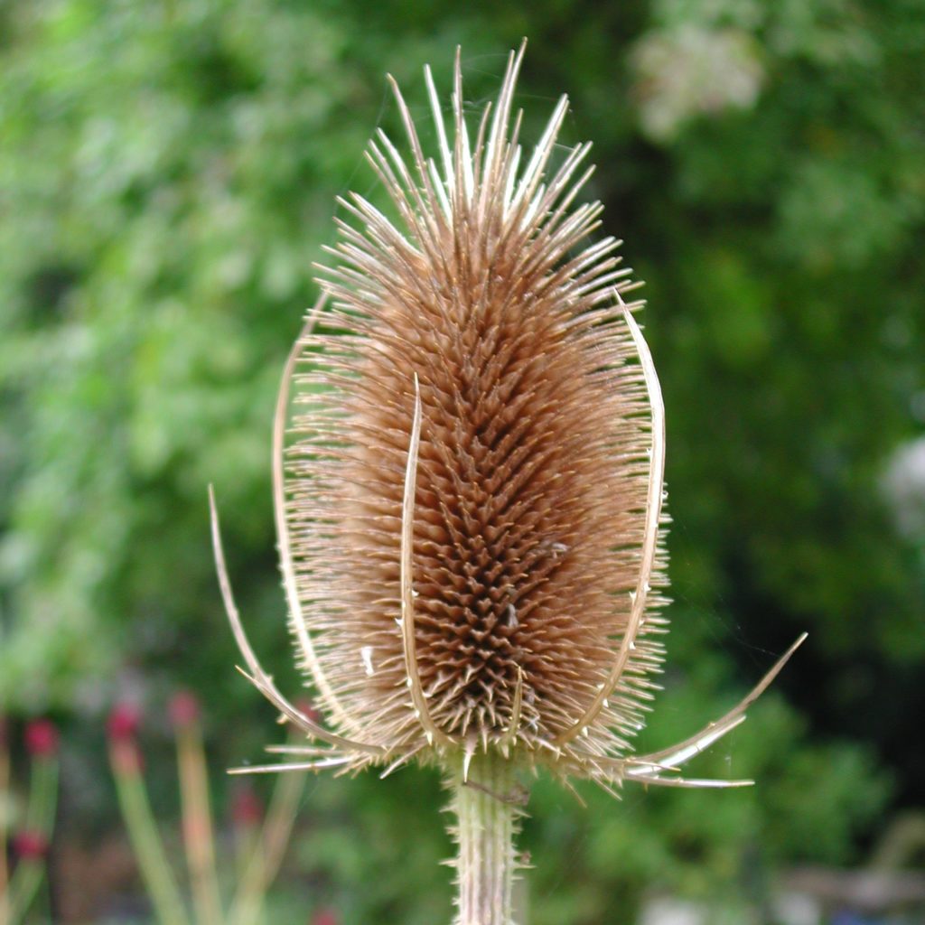 Wilde Karde - Dipsacus fullonum - Kräuterei - Bioland-Gärtnerei