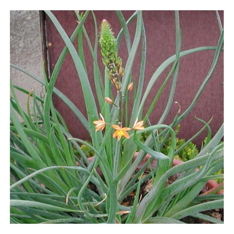 Bulbine, orange - Bulbine frutescens - Kräuterei - Bioland-Gärtnerei
