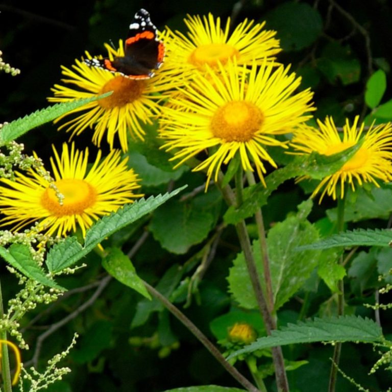 Alant - Inula helenium - Kräuterei - Bioland-Gärtnerei