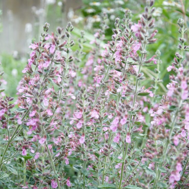 Gamander, immergrün - Teucrium x lucidrys - Kräuterei - Bioland-Gärtnerei