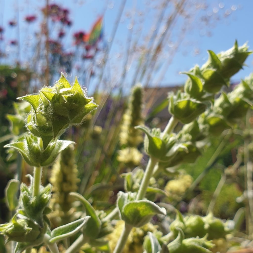Griechischer Bergtee - Sideritis syriaca - Kräuterei - Bioland-Gärtnerei