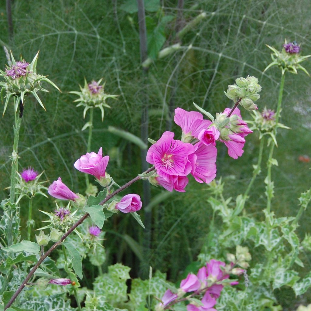 Buschmalve 'Kew Rose' - Lavatera olbia 'Kew Rose' - Kräuterei - Bioland ...