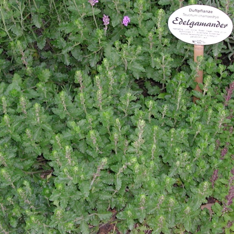 Edel-Gamander, - Teucrium chamaedrys - Kräuterei - Bioland-Gärtnerei