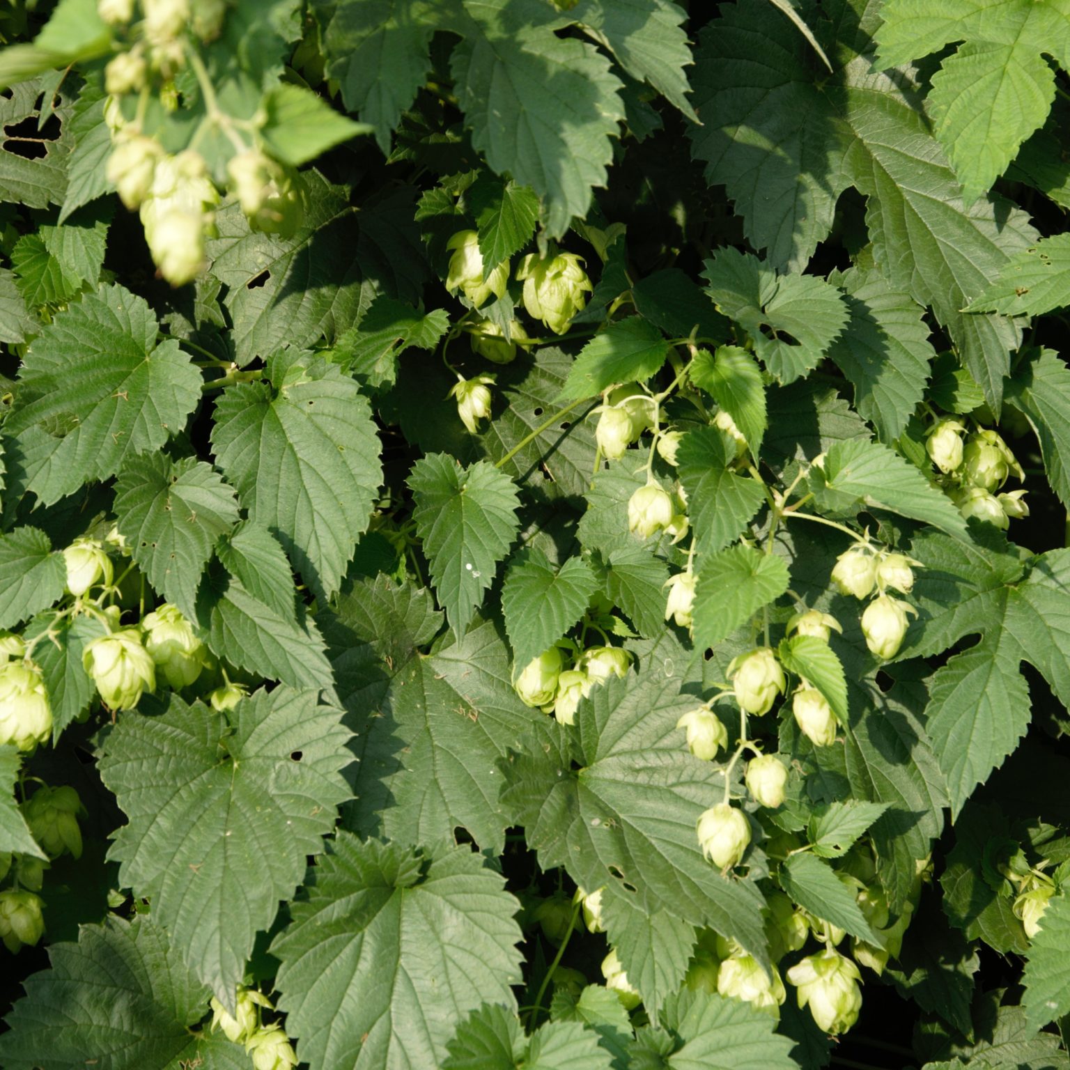 Hopfen - Humulus lupulus - Kräuterei - Bioland-Gärtnerei