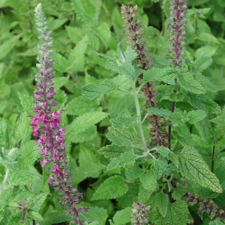 Kaukasus-Gamander - Teucrium hyrcanicum - Kräuterei - Bioland-Gärtnerei