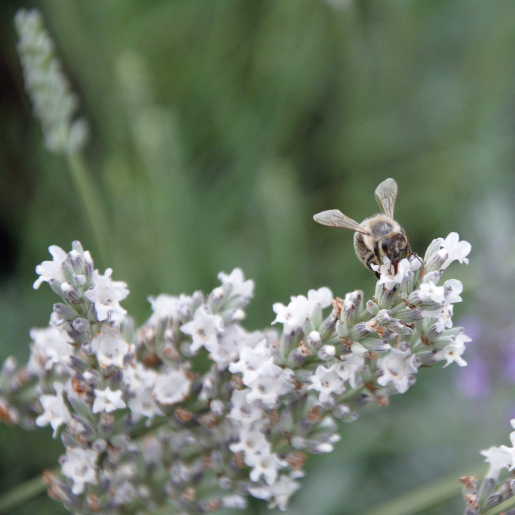 Lavendel, weißblühender - Lavandula angustifolia 'Alba' - Kräuterei ...