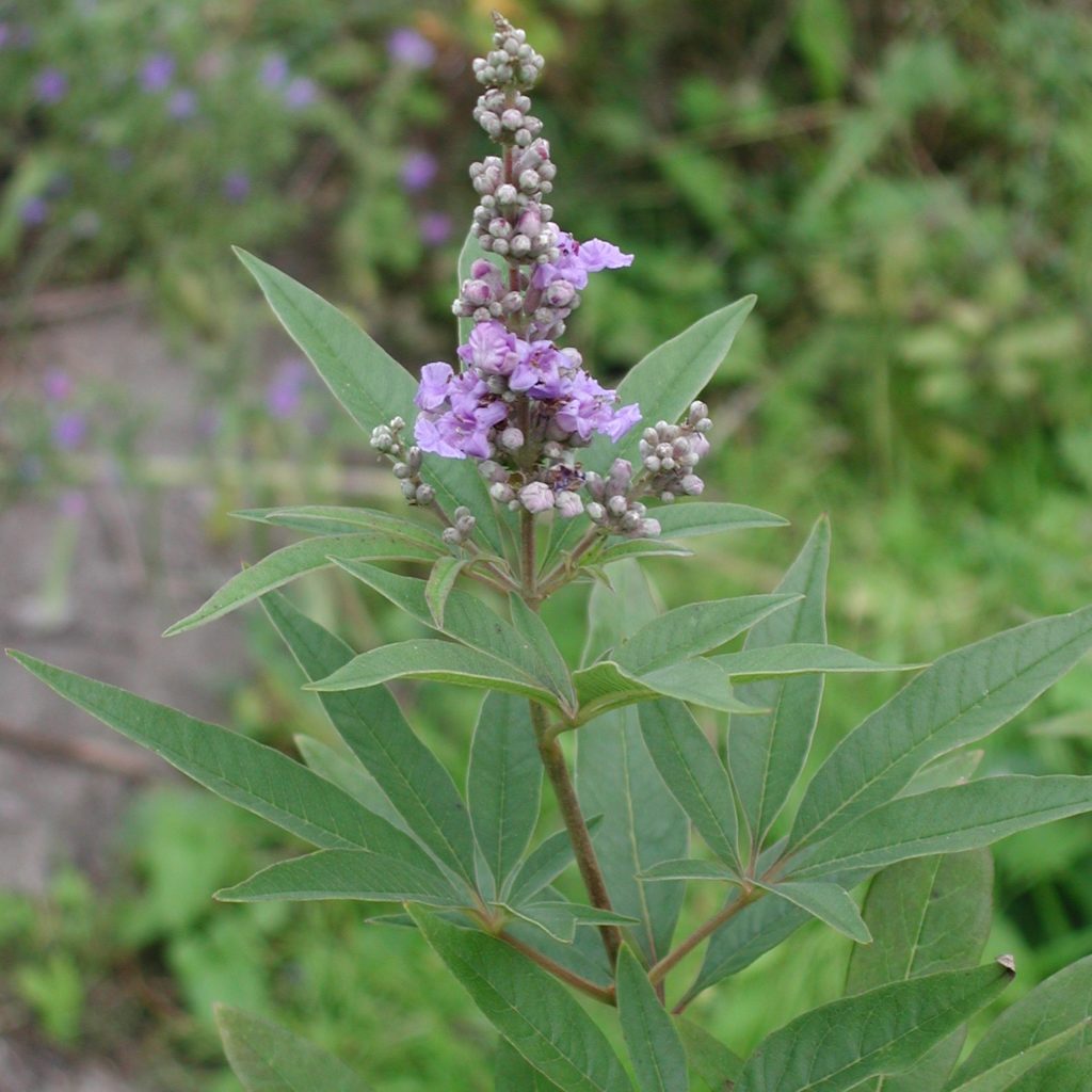 Mönchspfeffer - Vitex agnus-castus - Kräuterei - Bioland-Gärtnerei