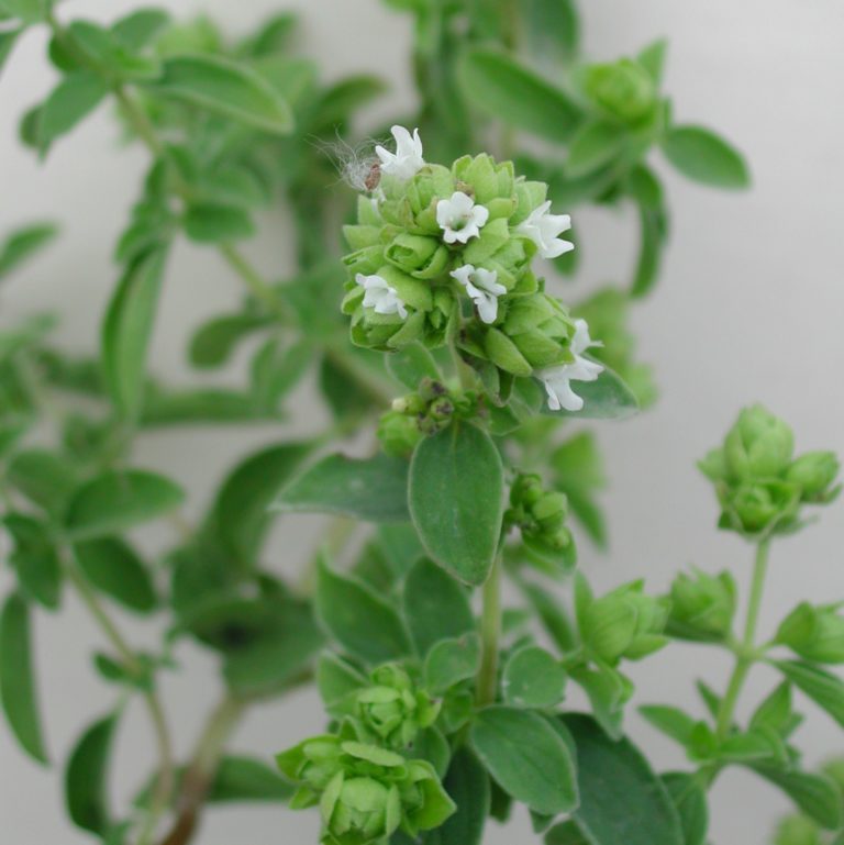Majoran - Origanum majorana - Kräuterei - Bioland-Gärtnerei