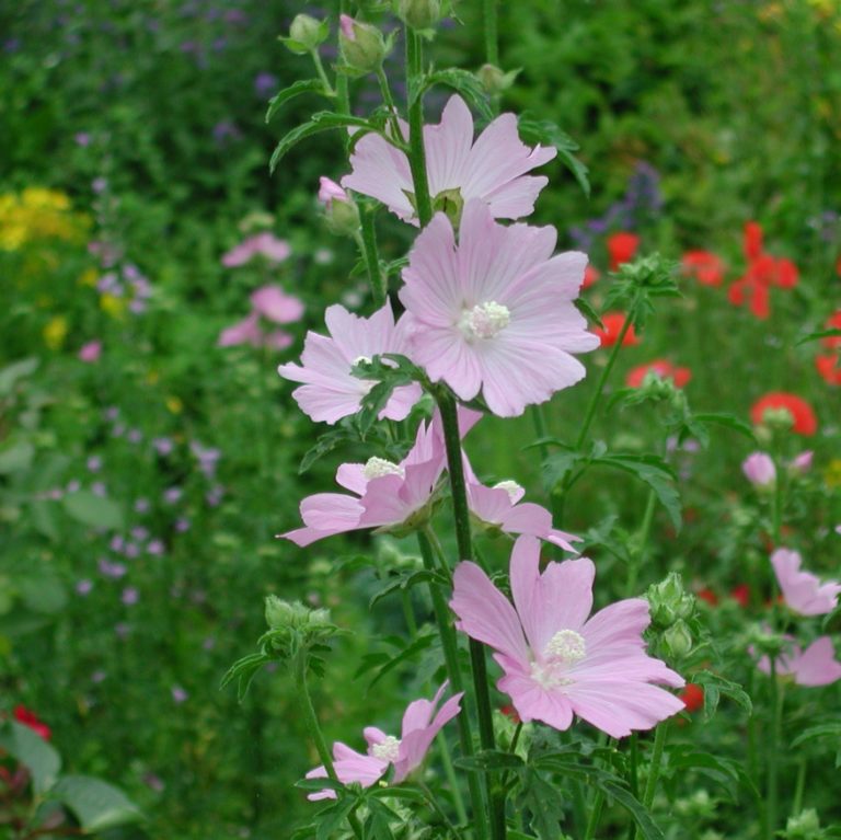 Moschusmalve - Malva moschata - Kräuterei - Bioland-Gärtnerei