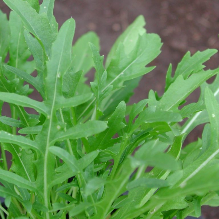 Wilde Rauke, Rucola - Diplotaxis tenuifolia - Kräuterei - Bioland-Gärtnerei