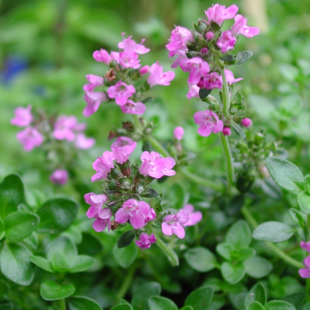Zitronenthymian - Thymus citriodorus prostratus - Kräuterei - Bioland ...