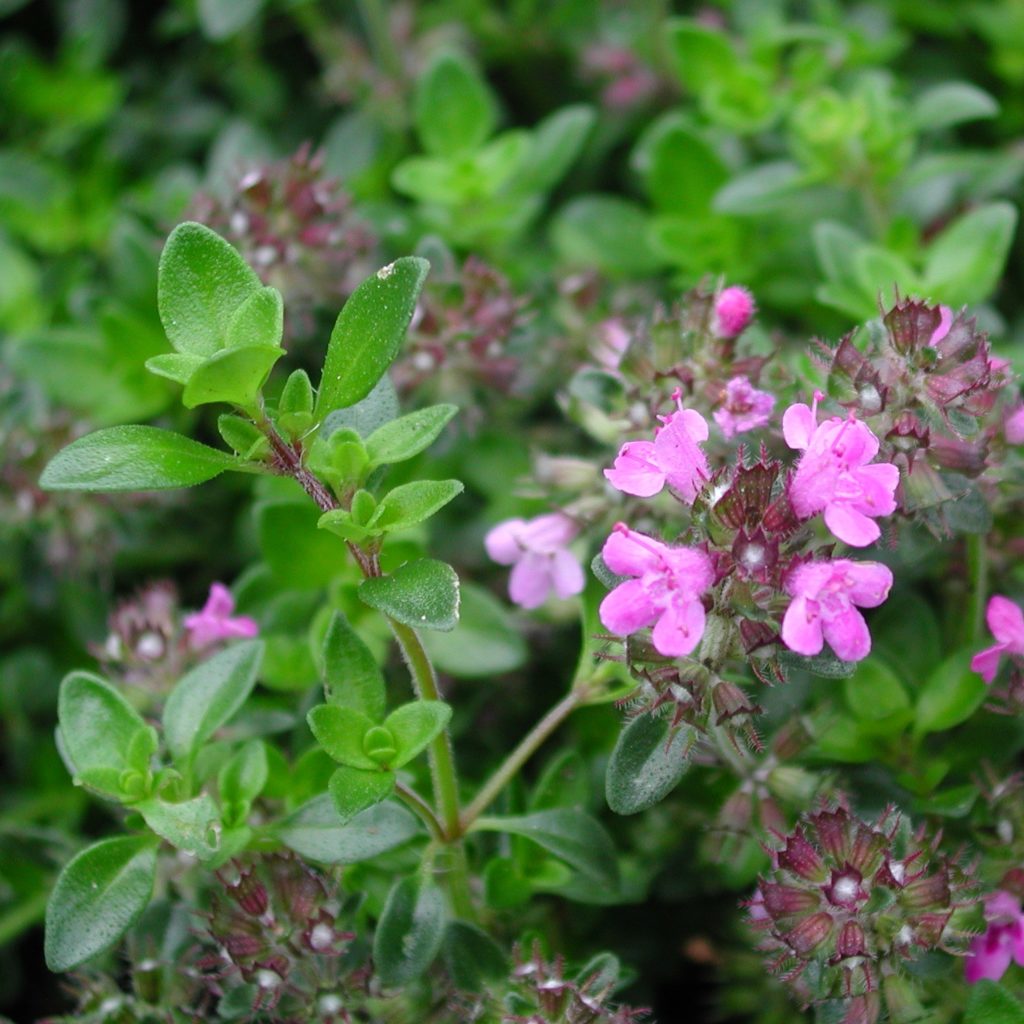 Zitronenthymian - Thymus citriodorus prostratus - Kräuterei - Bioland ...