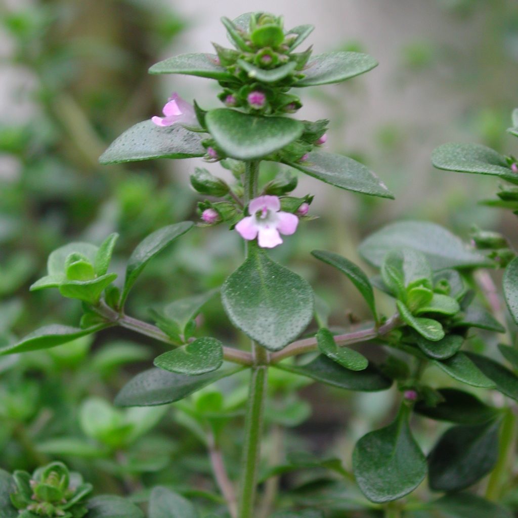 Thymian 'Tabor' - Thymus pulegioides 'Tabor' - Kräuterei - Bioland ...