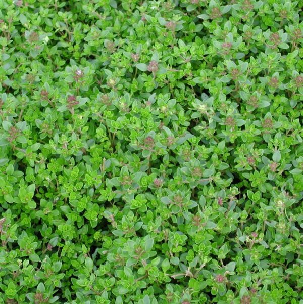 Zitronen-Thymian - Thymus x citriodorus - Kräuterei - Bioland-Gärtnerei