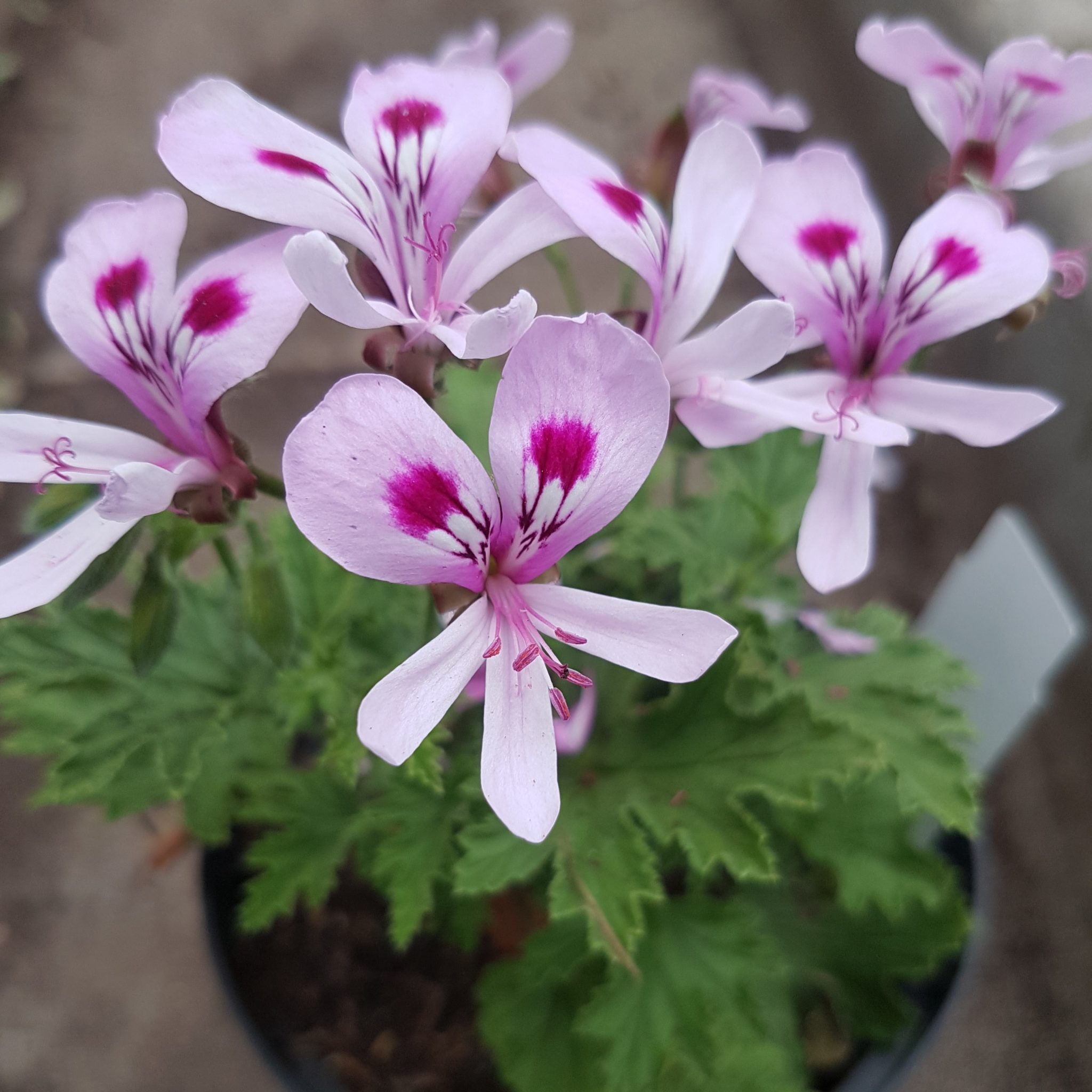 Zitronenduftpelargonie- Pelargonium crispum 'Lemon Fancy' - Kräuterei ...