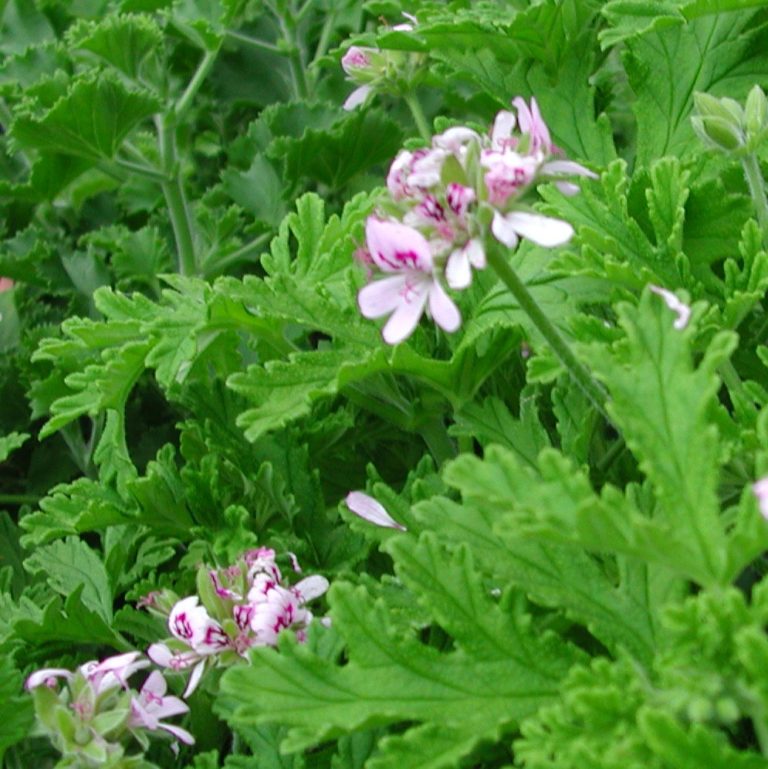 Zitronenduftpelargonie 'Princess Ann' - Pelargonium graveolens ...