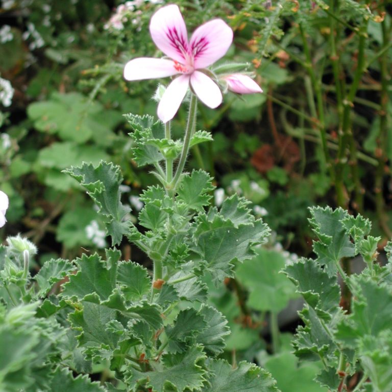 Zitronenduftpelargonie 'Queen of Lemon' - Pelargonium crispum 'Queen of ...