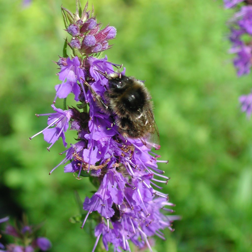 Ysop - Hyssopus officinalis - Kräuterei - Bioland-Gärtnerei