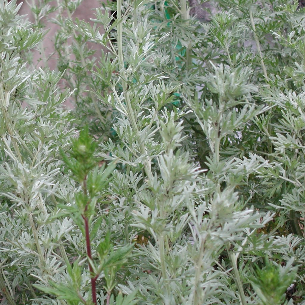 Wermut - Artemisia absinthum - Kräuterei - Bioland-Gärtnerei