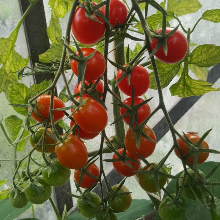 Dattel-Tomate 'Mini Star' - Kräuterei - Bioland-Gärtnerei