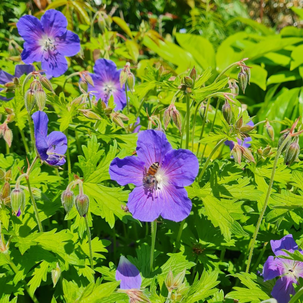 Wiesen-Storchschnabel - Geranium pratense 'Johnsons Blue' - Kräuterei ...